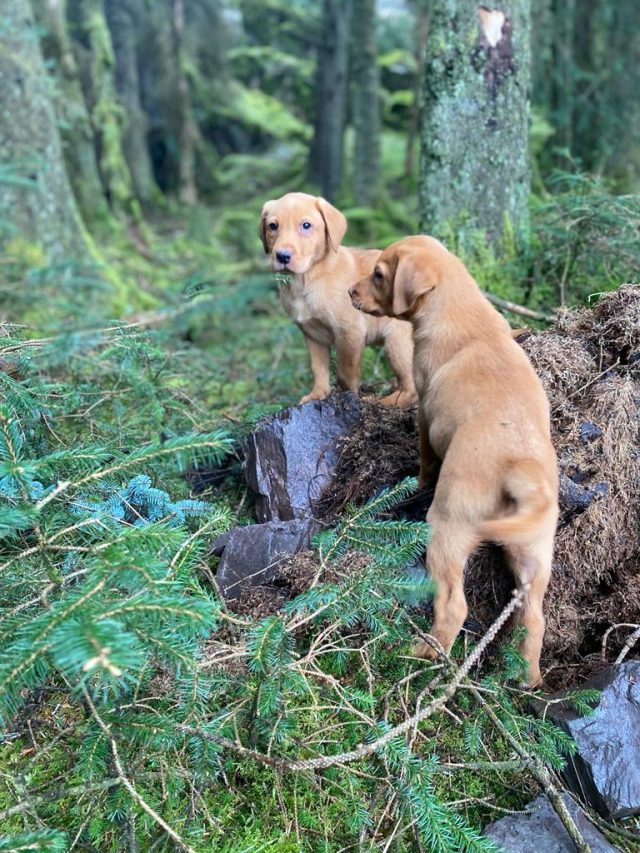Understanding the temperament of a fox red Labrador part 1 | Fox Red ...