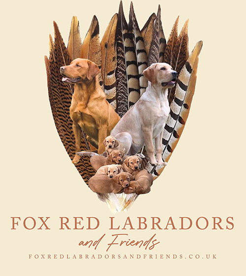 Fox Red Labradors | Champion pedigree puppy litters