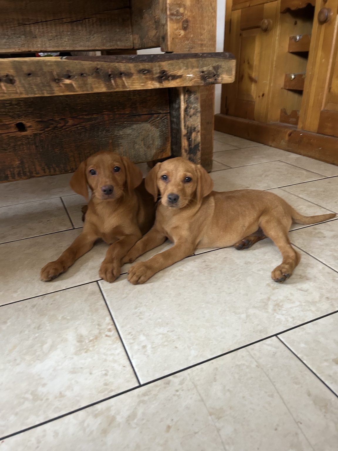Fox Red Labrador puppies and studs | Fox Red Labradors And Friends
