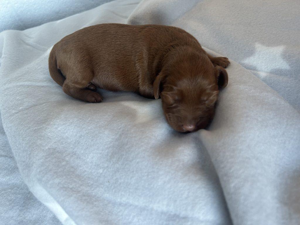 Quality F1 Red Labradoodle Puppies | Fox Red Labradors And Friends