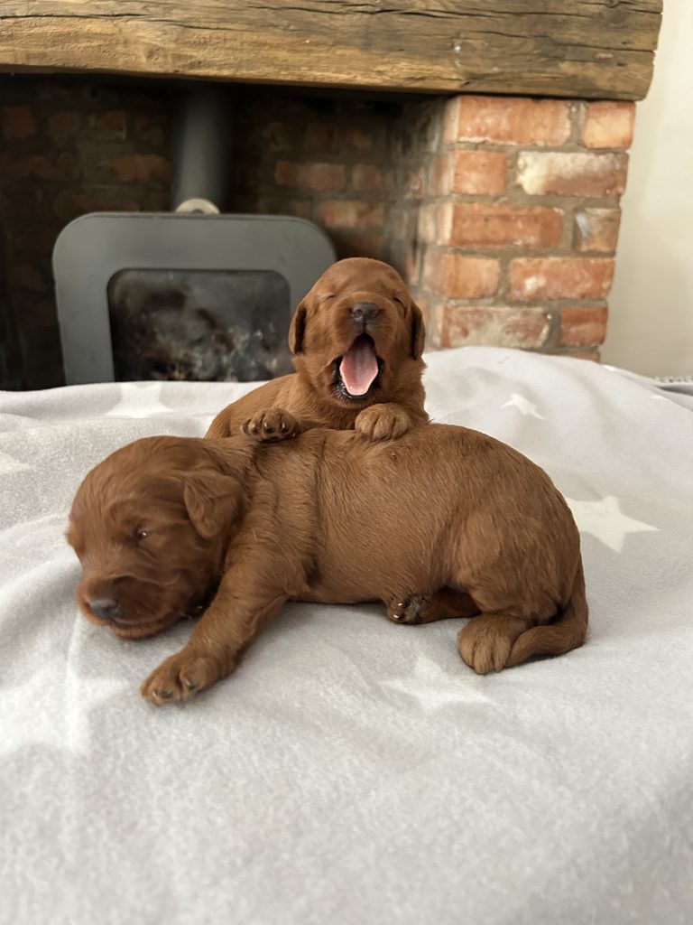 Quality F1 fox Red labradoodle Puppies | Fox Red Labradors And Friends