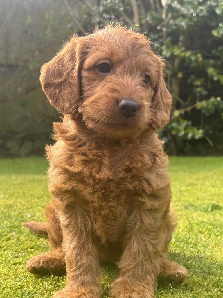 F1 Mini Labradoodle Puppies 7 weeks old | Fox Red Labradors And Friends