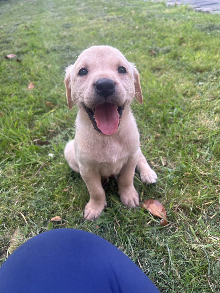 Fox Red Labrador puppies and yellow Labrador puppies available 24.5.24 ...