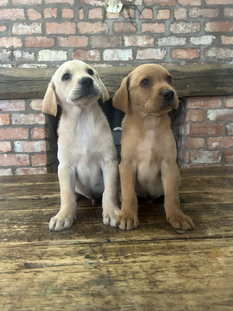 2 Available Labrador puppies fox Red Labrador and yellow puppy | Fox ...