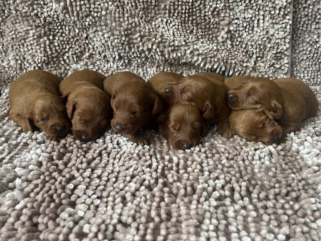 F1 Mini Labradoodle Puppies ready 16.7.24 | Fox Red Labradors And Friends