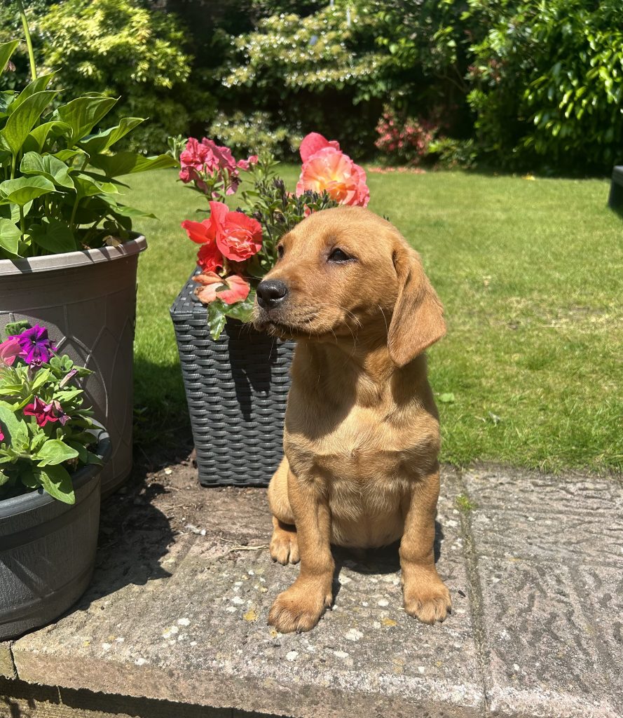 Fox Red Labrador and Yellow Labrador males available June 24 | Fox Red ...