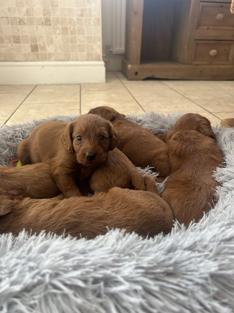 F1 Mini Labradoodle Puppies Ready to leave 16.7.24 | Fox Red Labradors ...