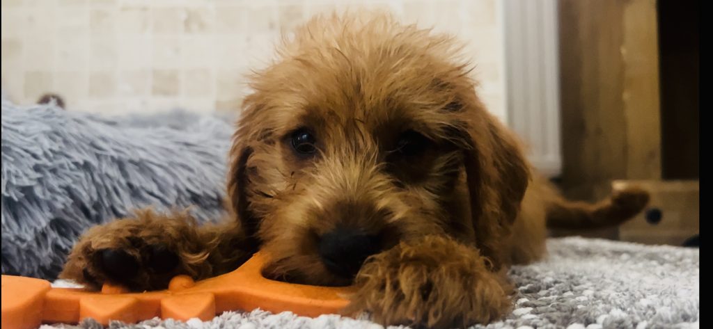 F1 Mini Labradoodle Puppies Ready Now | Fox Red Labradors And Friends