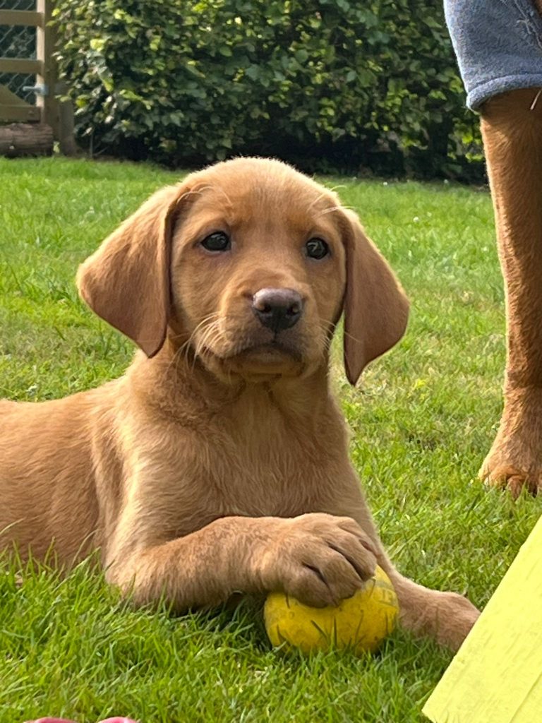 Understanding the temperament of a fox red Labrador part 1 | Fox Red ...