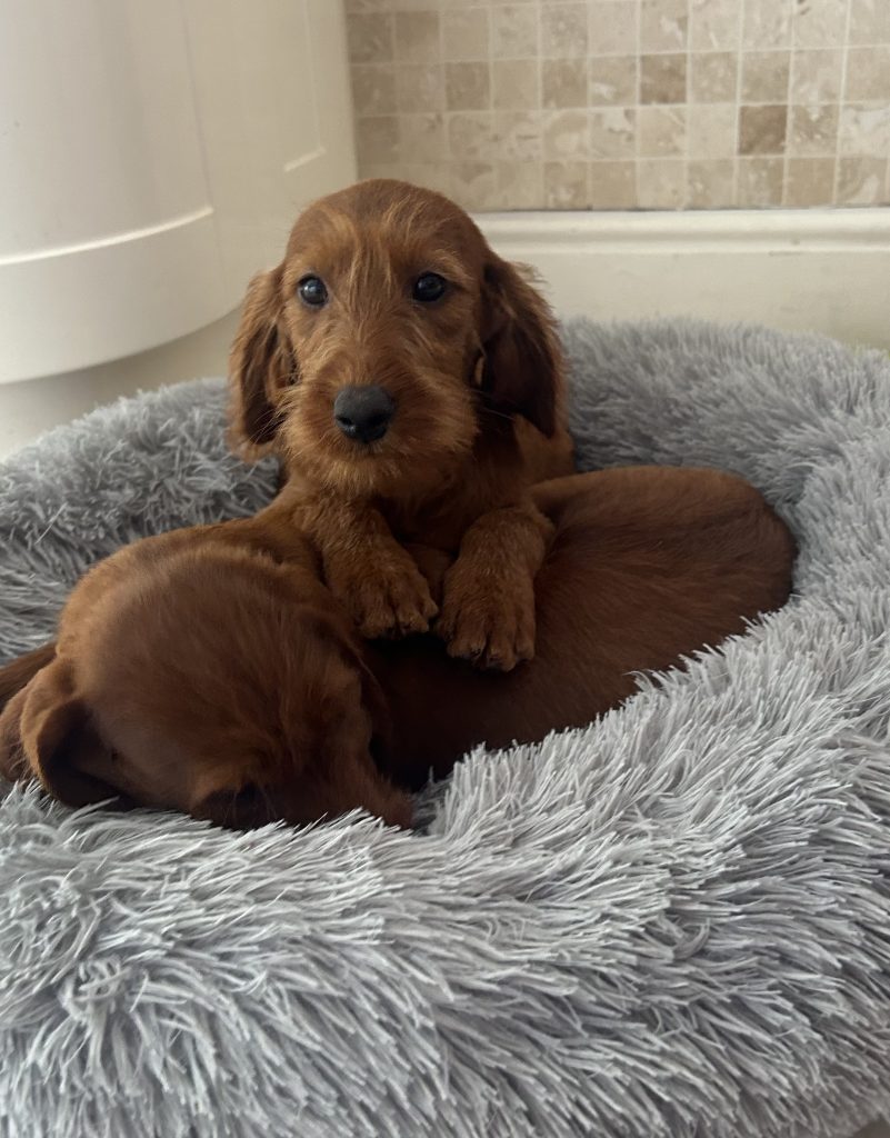 F1 Mini Labradoodle Puppies Ready Now Health Tested Parents 1st & 2nd ...