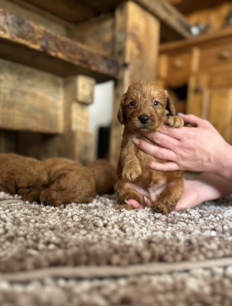 F1 Mini Labradoodle Pups Fox Red Ready 20.11.24 | Fox Red Labradors And ...