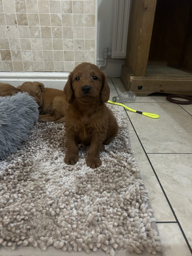 Fox Red F1 Mini Labradoodles 8 Weeks old | Fox Red Labradors And Friends