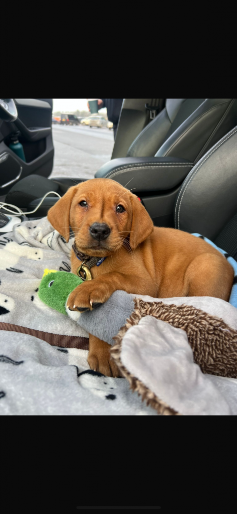 Fox Red Labrador puppies | Fox Red Labradors And Friends