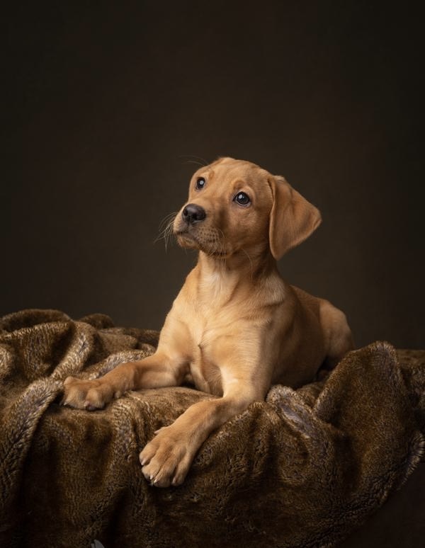 Fox Red Labradors and Their best Traits | Fox Red Labradors And Friends