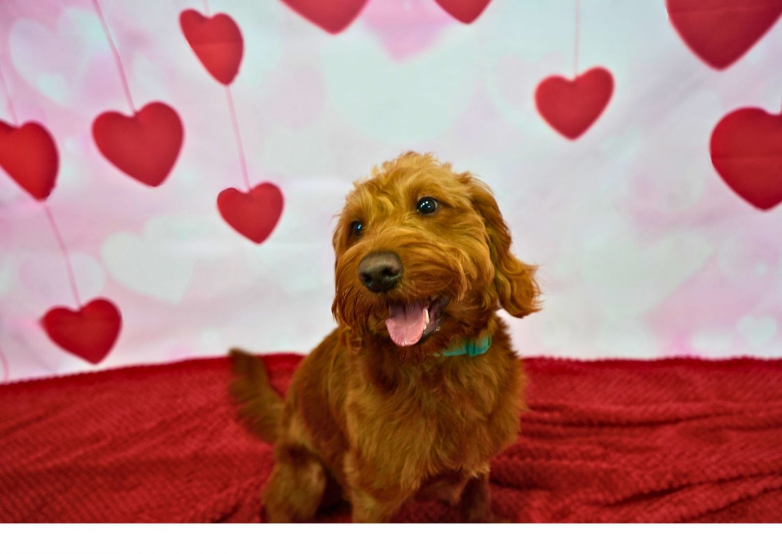 Fox Red Labradors | Champion pedigree puppy litters