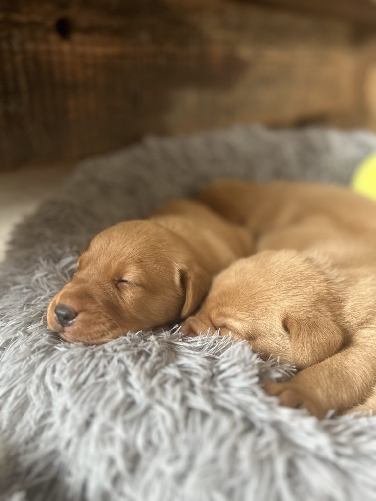KC Fox Red Labrador Puppies - FTCH Health Tested Parents Available ...