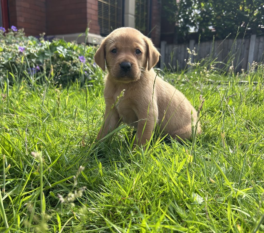 Fox Red Labradors | Champion pedigree puppy litters