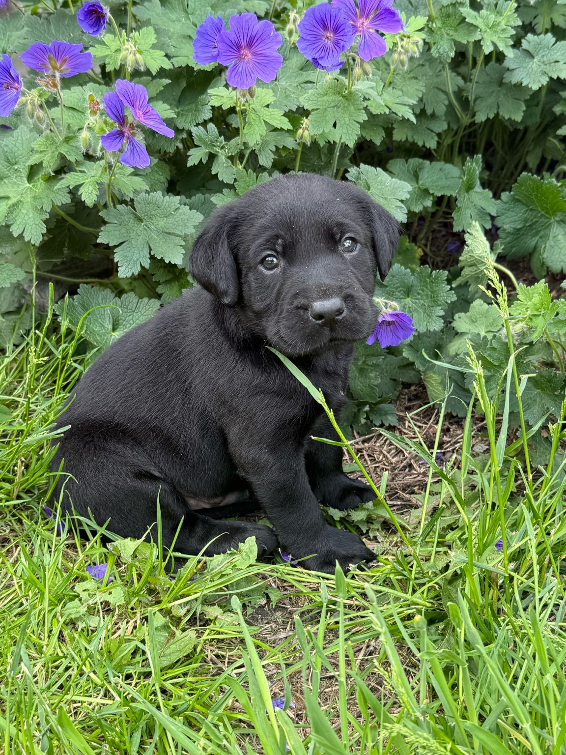 Fox Red Labradors | Champion pedigree puppy litters