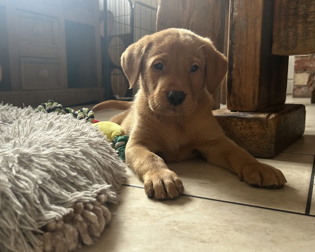 KC FTCH Fox Red Labrador Puppies Fully Health Tested Parent | Fox Red ...