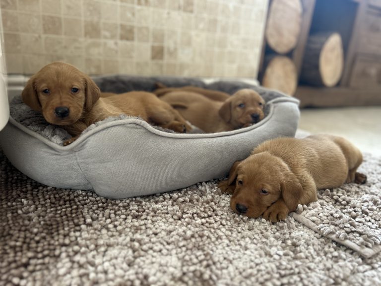 Fox Red Labradors | Champion pedigree puppy litters