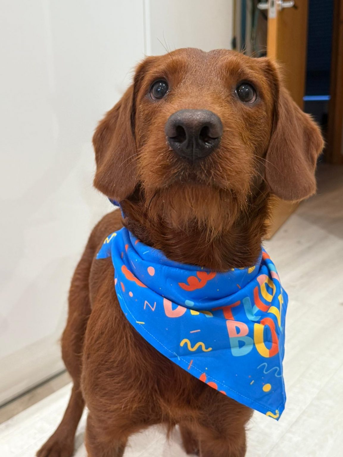 Fox Red Labradors and Their best Traits | Fox Red Labradors And Friends