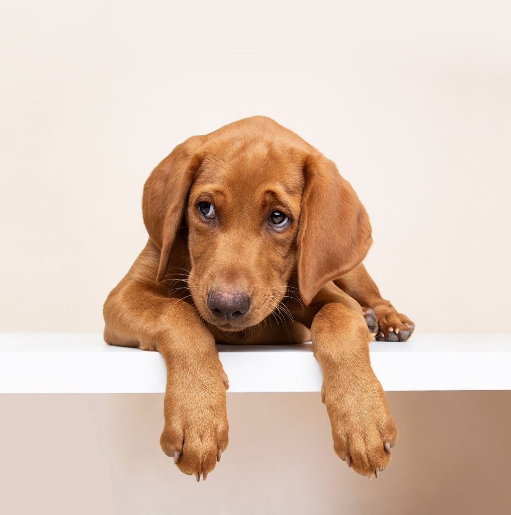 Understanding the temperament of a fox red Labrador part 1 | Fox Red ...