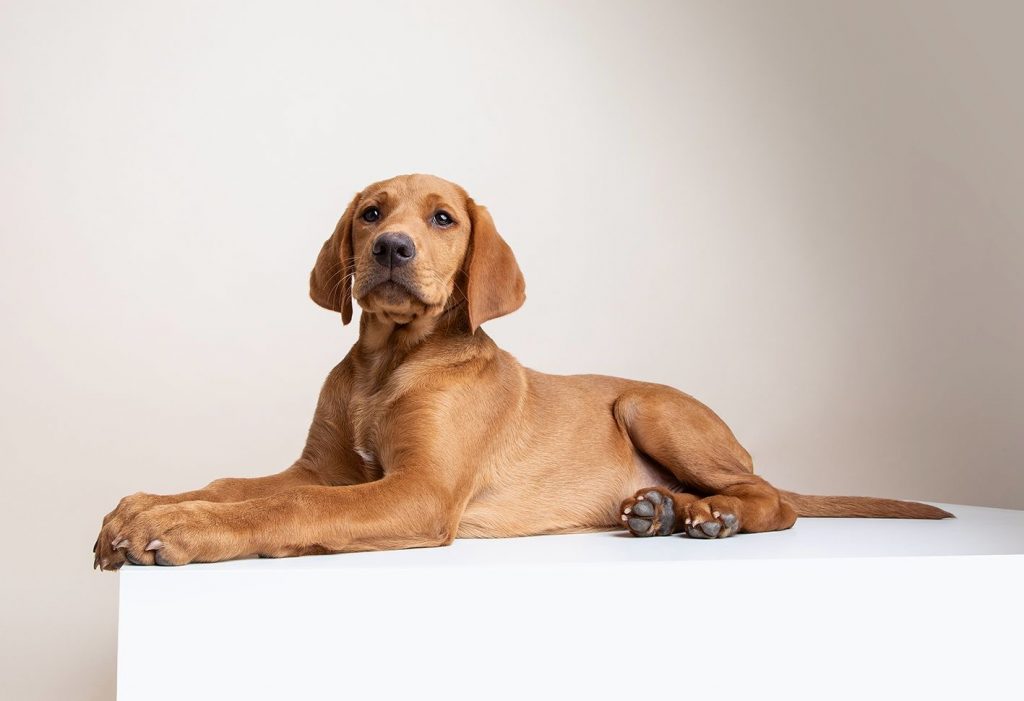 Understanding the temperament of a fox red Labrador part 1 | Fox Red ...