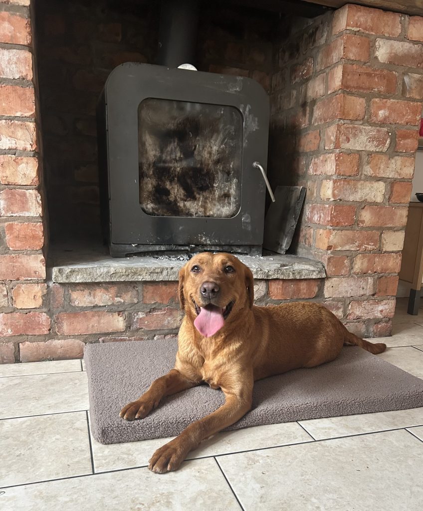 Fully Health Tested Fox Red Labrador Puppies | Fox Red Labradors And ...