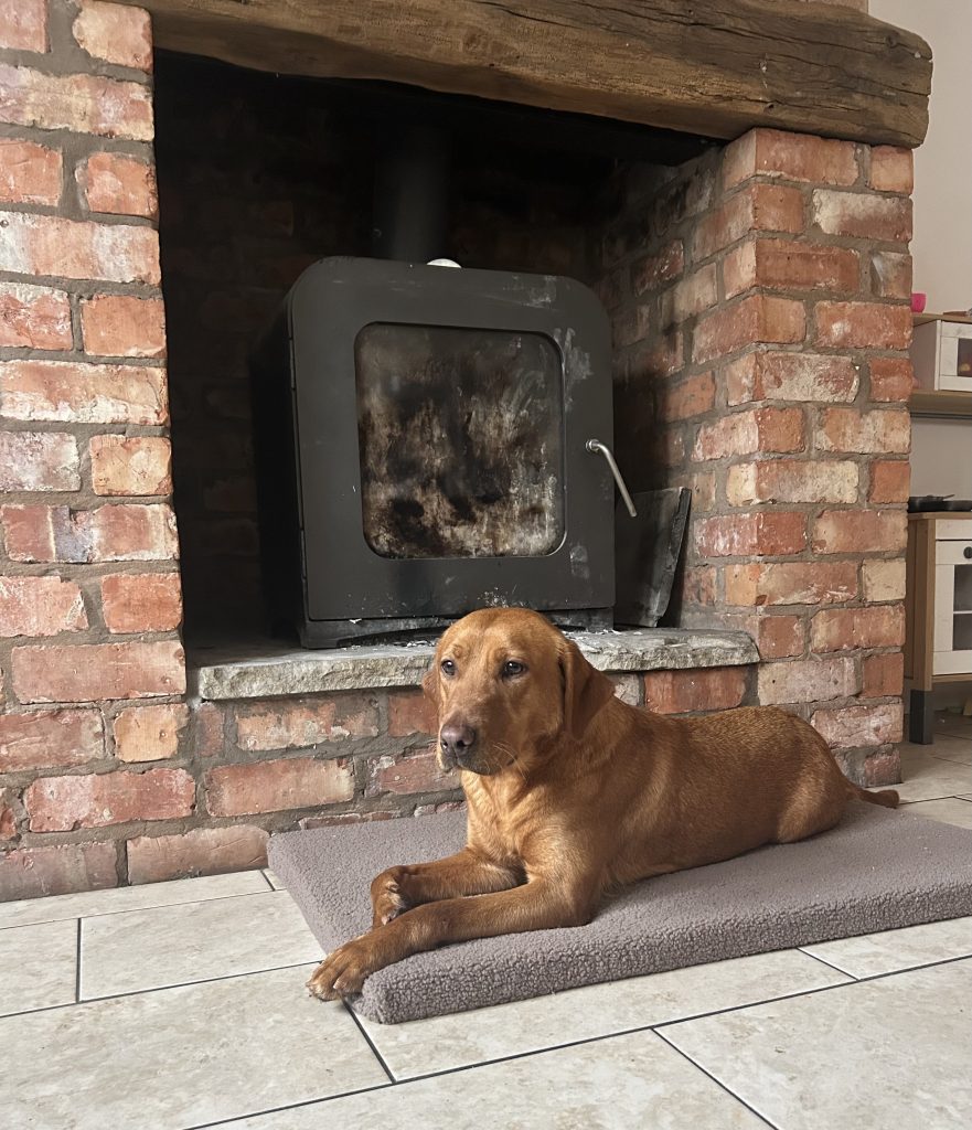 Understanding the temperament of a fox red Labrador part 1 | Fox Red ...