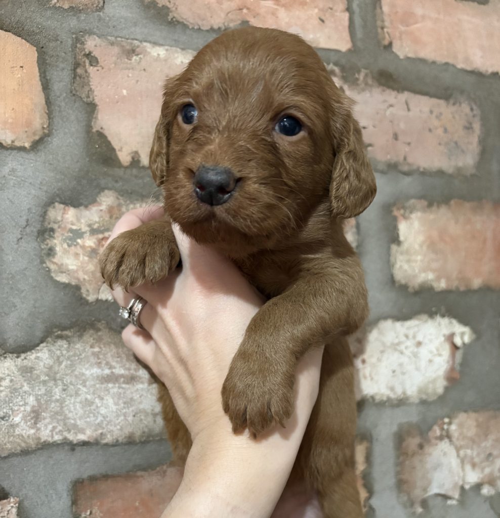 Fox Red Labradors and Their best Traits | Fox Red Labradors And Friends