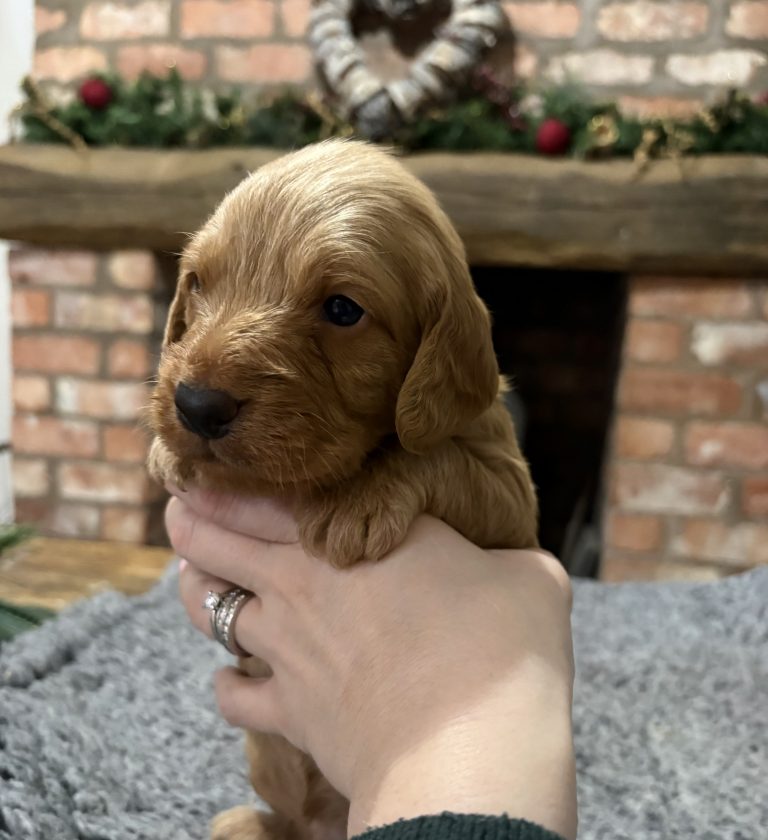 Fox Red Labradors | Champion pedigree puppy litters