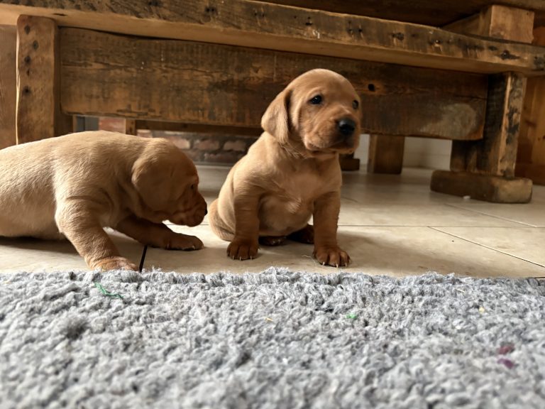 Fox Red Labrador Puppies Available Health Tested Parents | Fox Red ...