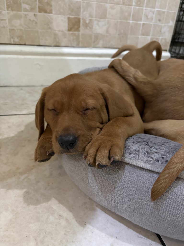 Understanding the temperament of a fox red Labrador part 1 | Fox Red ...